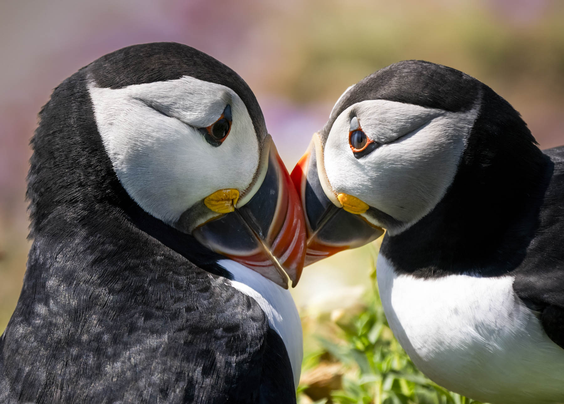 Amor animal: la diversidad en estado natural - Wanderer